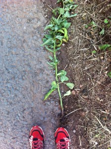 Vegan roadkill | All in a Day's Walk